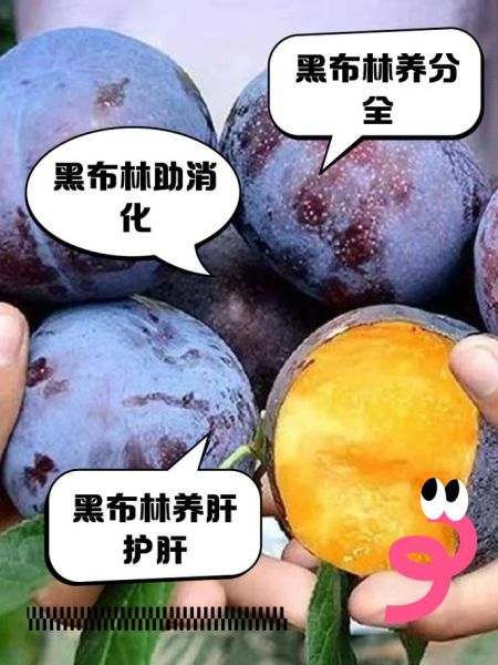 黑布林的功效与禁忌_孕妇能吃吗-第1张图片-山城妙识 黑布林的功效与禁忌_孕妇能吃吗-第1张图片-山城妙识