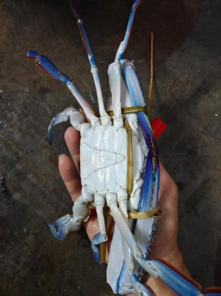 兰花蟹多少钱一斤_兰花蟹价格受哪些因素影响-第2张图片-山城妙识