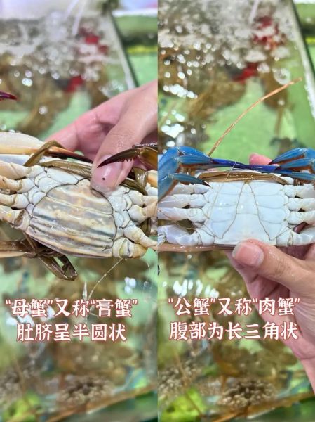 兰花蟹多少钱一斤_兰花蟹价格受哪些因素影响-第1张图片-山城妙识