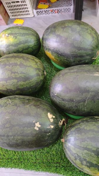 黑美人西瓜怎么挑_黑美人西瓜怎么挑才甜-第2张图片-山城妙识