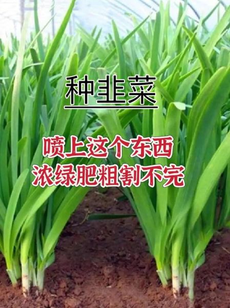 韭菜怎么种_韭菜多久能收割-第2张图片-山城妙识 韭菜怎么种_韭菜多久能收割-第2张图片-山城妙识