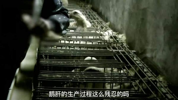 鹅肝是怎么生产的_鹅肝残忍吗-第1张图片-山城妙识 鹅肝是怎么生产的_鹅肝残忍吗-第1张图片-山城妙识