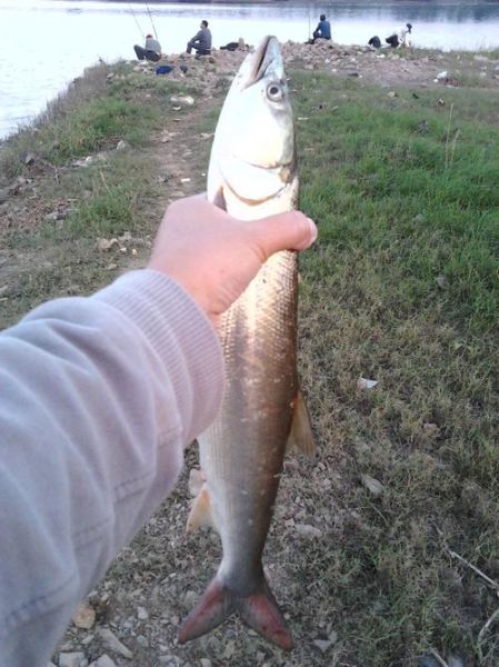 长江鳡鱼多少钱一斤_长江鳡鱼价格行情-第3张图片-山城妙识