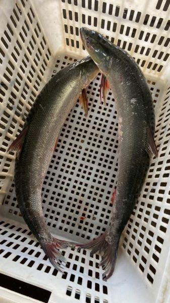 长江鳡鱼多少钱一斤_长江鳡鱼价格行情-第2张图片-山城妙识