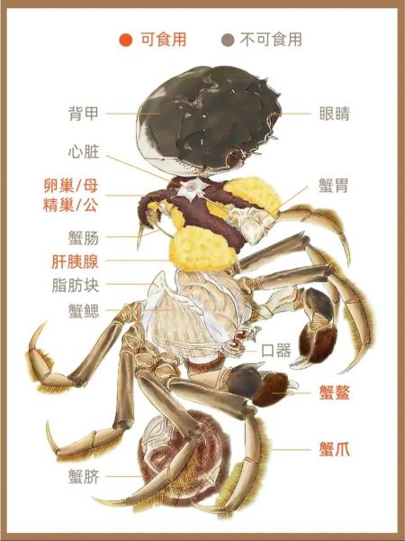 蟹心蟹胃在哪个部位图解_如何快速分辨-第3张图片-山城妙识