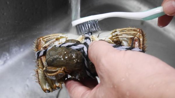 螃蟹怎么清洗才干净_螃蟹清洗步骤-第3张图片-山城妙识