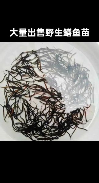 黄鳝鱼苗多少钱一斤_黄鳝鱼苗价格行情-第2张图片-山城妙识 黄鳝鱼苗多少钱一斤_黄鳝鱼苗价格行情-第2张图片-山城妙识