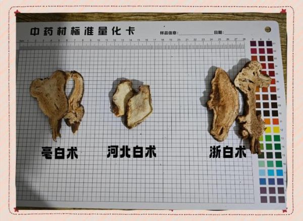 生白术和炒白术的区别_生白术与炒白术功效对比-第1张图片-山城妙识 生白术和炒白术的区别_生白术与炒白术功效对比-第1张图片-山城妙识