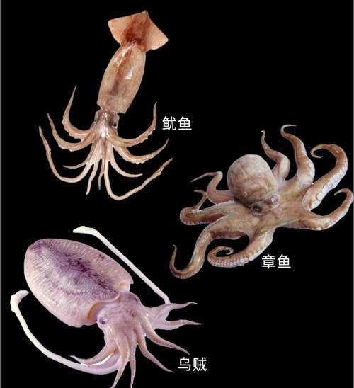 长臂乌贼长什么样子_长臂乌贼和大王乌贼区别-第2张图片-山城妙识