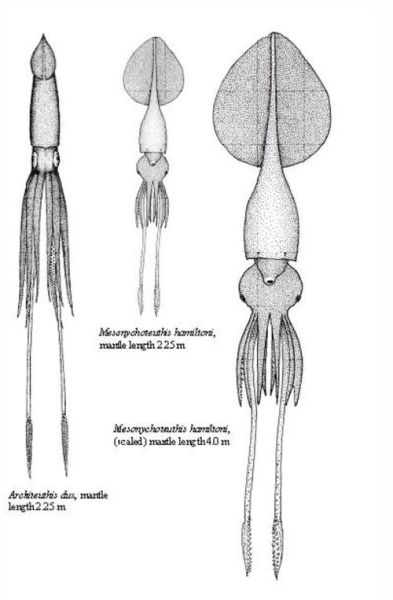 长臂乌贼长什么样子_长臂乌贼和大王乌贼区别-第1张图片-山城妙识
