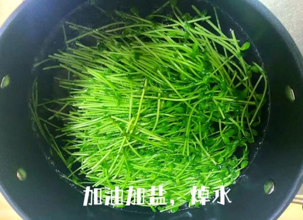 豆苗怎么炒好吃_豆苗焯水几分钟-第2张图片-山城妙识 豆苗怎么炒好吃_豆苗焯水几分钟-第2张图片-山城妙识
