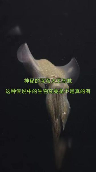 长臂乌贼长什么样子_长臂乌贼和大王乌贼区别-第3张图片-山城妙识