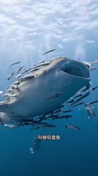 鮣鱼为什么能吸附在鲨鱼身上_鮣鱼吸盘结构原理-第2张图片-山城妙识