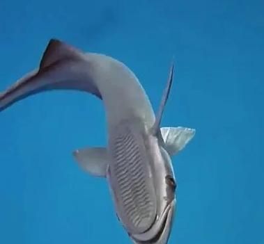 鮣鱼为什么能吸附在鲨鱼身上_鮣鱼吸盘结构原理-第3张图片-山城妙识