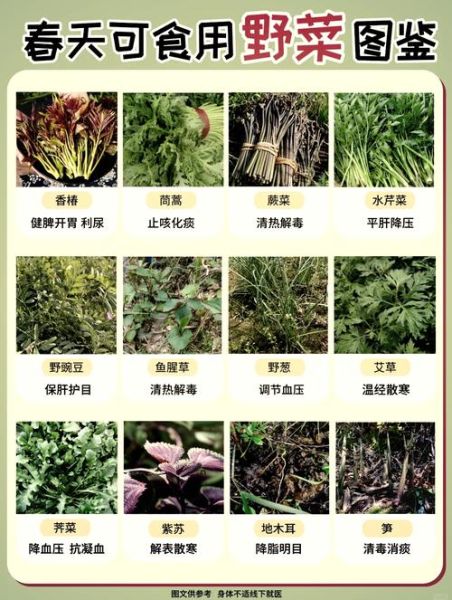 苦麻菜图片长什么样_苦麻菜有什么功效-第2张图片-山城妙识 苦麻菜图片长什么样_苦麻菜有什么功效-第2张图片-山城妙识