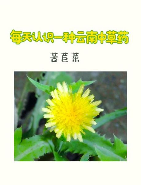 苦麻菜图片长什么样_苦麻菜有什么功效-第1张图片-山城妙识 苦麻菜图片长什么样_苦麻菜有什么功效-第1张图片-山城妙识