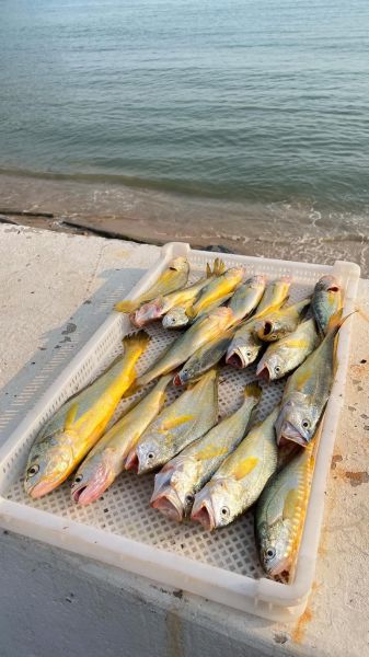 野生大黄鱼价格_为什么几十万-第1张图片-山城妙识 野生大黄鱼价格_为什么几十万-第1张图片-山城妙识