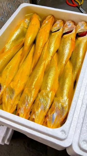 野生大黄鱼价格_为什么几十万-第3张图片-山城妙识 野生大黄鱼价格_为什么几十万-第3张图片-山城妙识