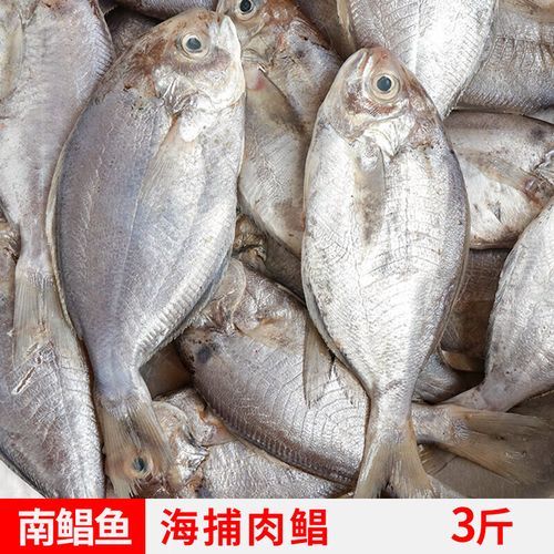 鲳鱼刺多吗_宝宝可以吃吗-第1张图片-山城妙识 鲳鱼刺多吗_宝宝可以吃吗-第1张图片-山城妙识