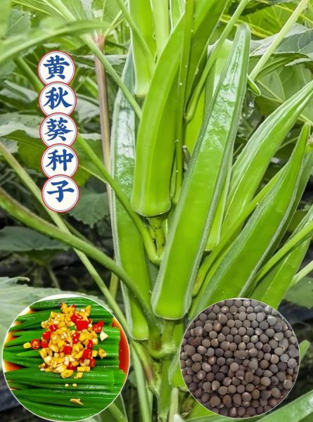 黄秋葵软胶囊功效_黄秋葵软胶囊适合什么人吃-第3张图片-山城妙识 黄秋葵软胶囊功效_黄秋葵软胶囊适合什么人吃-第3张图片-山城妙识