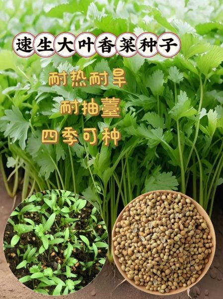 香菜为什么叫芫荽_芫荽和香菜的区别-第2张图片-山城妙识 香菜为什么叫芫荽_芫荽和香菜的区别-第2张图片-山城妙识