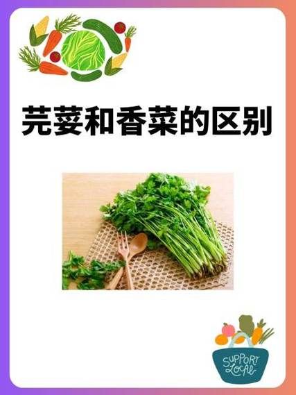 香菜为什么叫芫荽_芫荽和香菜的区别-第1张图片-山城妙识 香菜为什么叫芫荽_芫荽和香菜的区别-第1张图片-山城妙识
