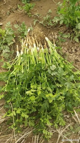 香菜为什么叫芫荽_芫荽和香菜的区别-第3张图片-山城妙识 香菜为什么叫芫荽_芫荽和香菜的区别-第3张图片-山城妙识