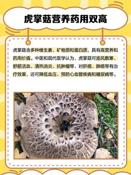 虎掌菌多少钱一斤_虎掌菌价格为什么差距大-第2张图片-山城妙识 虎掌菌多少钱一斤_虎掌菌价格为什么差距大-第2张图片-山城妙识