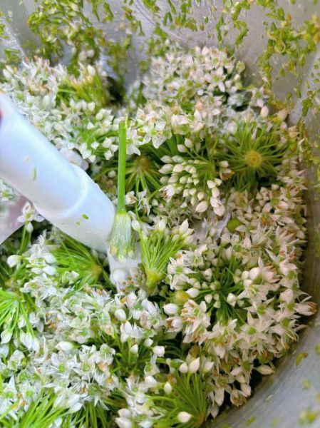 韭菜花酱怎么做_家庭自制保存技巧-第1张图片-山城妙识 韭菜花酱怎么做_家庭自制保存技巧-第1张图片-山城妙识