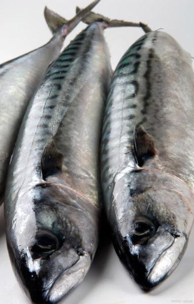 黑鲔鱼和金枪鱼的区别_黑鲔鱼是不是金枪鱼-第1张图片-山城妙识 黑鲔鱼和金枪鱼的区别_黑鲔鱼是不是金枪鱼-第1张图片-山城妙识