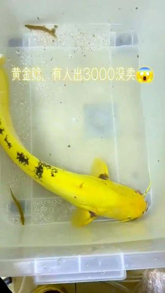 鲶鱼价格一斤多少钱_2024最新行情-第3张图片-山城妙识 鲶鱼价格一斤多少钱_2024最新行情-第3张图片-山城妙识