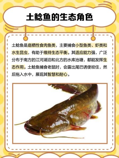 鲶鱼价格一斤多少钱_2024最新行情-第2张图片-山城妙识 鲶鱼价格一斤多少钱_2024最新行情-第2张图片-山城妙识