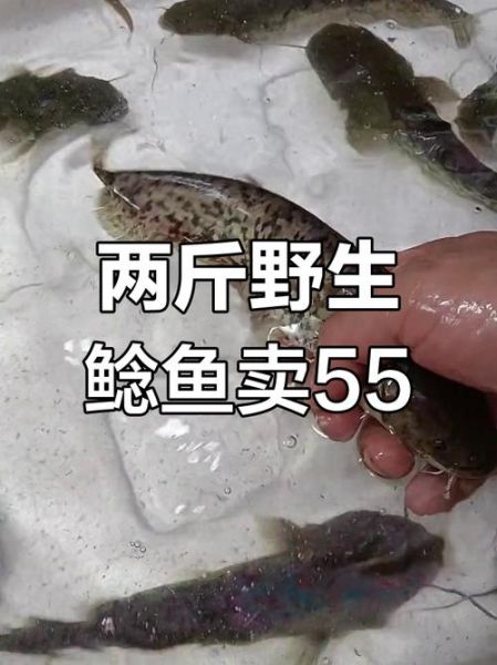 鲶鱼价格一斤多少钱_2024最新行情-第1张图片-山城妙识 鲶鱼价格一斤多少钱_2024最新行情-第1张图片-山城妙识