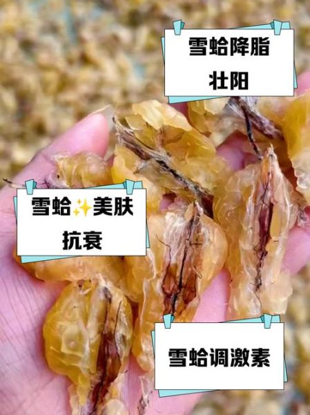 雪蛤的营养价值_雪蛤的功效与作用-第2张图片-山城妙识