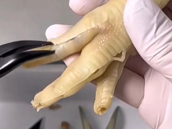 鸡爪怎么去骨比较快_鸡爪去骨最快方法-第1张图片-山城妙识