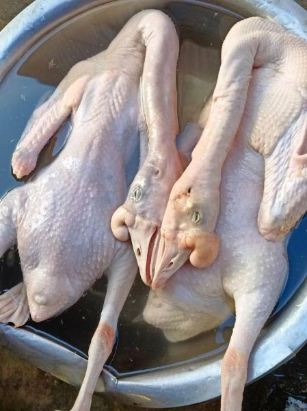 鹅的做法最正宗的做法_如何做出皮脆肉嫩-第2张图片-山城妙识