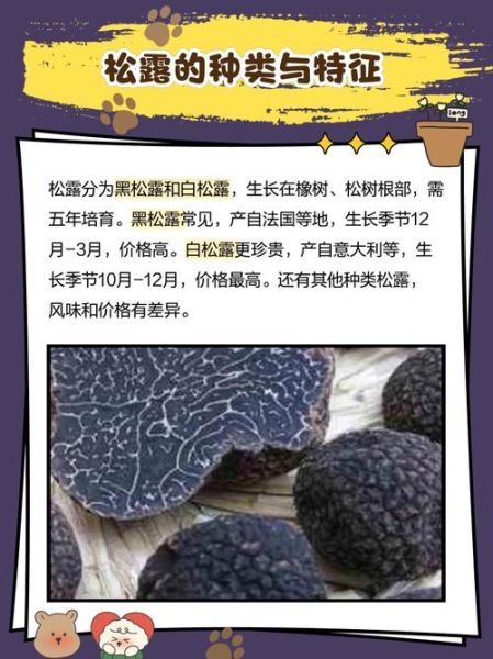 顶级松露价格多少钱一斤_松露为什么这么贵-第1张图片-山城妙识