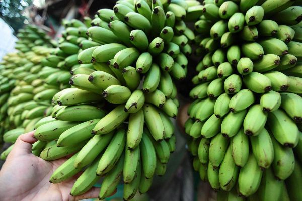 香蕉热量高吗_香蕉吃了易长胖吗-第1张图片-山城妙识