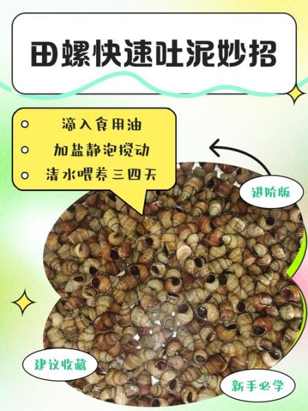 田螺吐泥最快的方法_如何让田螺快速吐泥-第1张图片-山城妙识