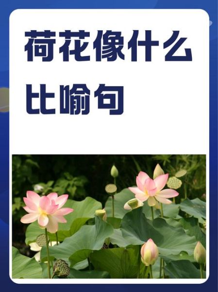 荷花怎么形容_荷花句子唯美短句-第1张图片-山城妙识