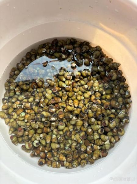 田螺吐泥最快的方法_如何让田螺快速吐泥-第3张图片-山城妙识