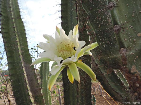 霸王花是什么植物的花_霸王花可以吃吗-第1张图片-山城妙识