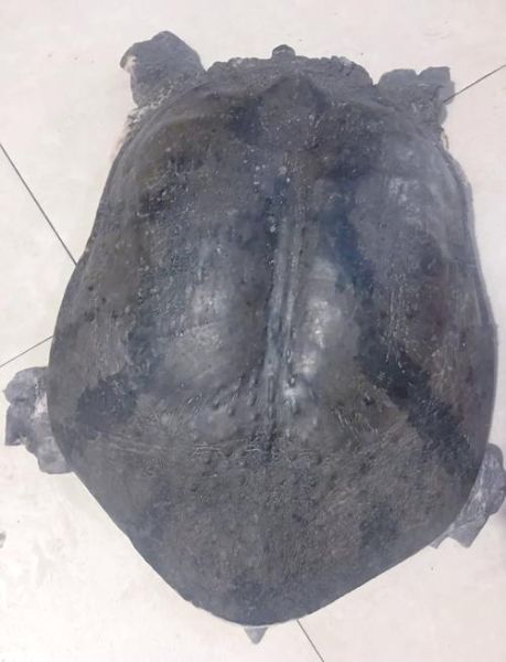 甲鱼品种图片识别_如何分辨中华鳖与山瑞鳖-第3张图片-山城妙识 甲鱼品种图片识别_如何分辨中华鳖与山瑞鳖-第3张图片-山城妙识