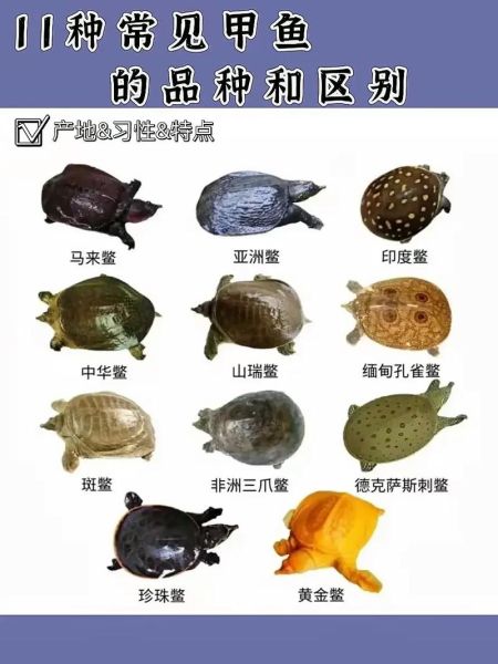 甲鱼品种图片识别_如何分辨中华鳖与山瑞鳖-第1张图片-山城妙识 甲鱼品种图片识别_如何分辨中华鳖与山瑞鳖-第1张图片-山城妙识