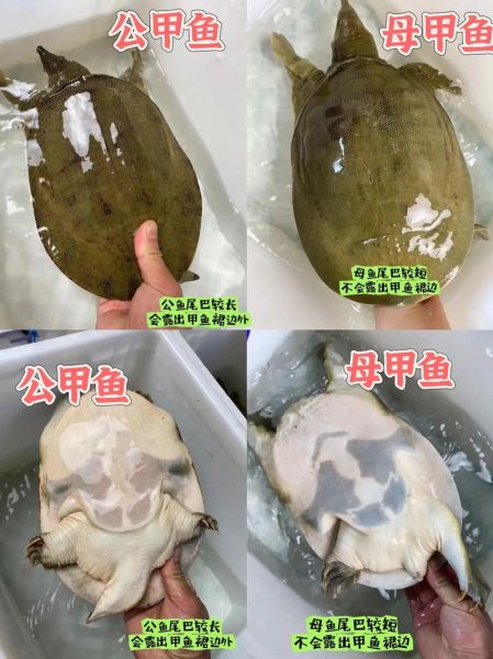 甲鱼品种图片识别_如何分辨中华鳖与山瑞鳖-第2张图片-山城妙识 甲鱼品种图片识别_如何分辨中华鳖与山瑞鳖-第2张图片-山城妙识