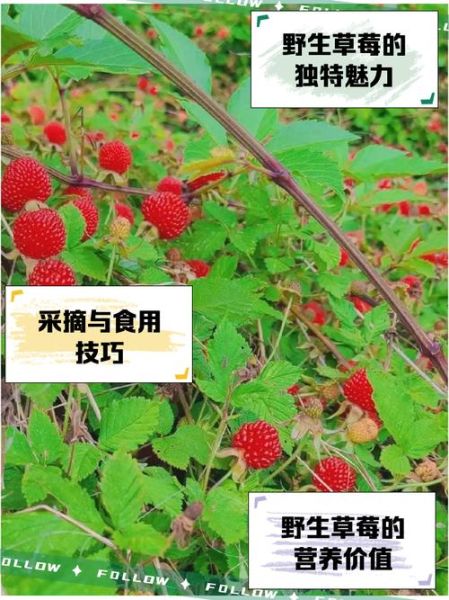 草莓的功效与禁忌_什么人不能吃草莓-第3张图片-山城妙识