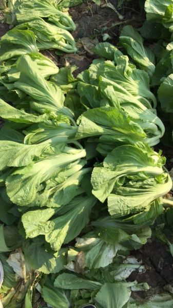 芥菜长什么样子_芥菜图片特征-第3张图片-山城妙识