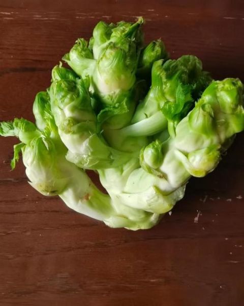 芥菜长什么样子_芥菜图片特征-第2张图片-山城妙识