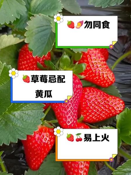 草莓的功效与禁忌_什么人不能吃草莓-第2张图片-山城妙识