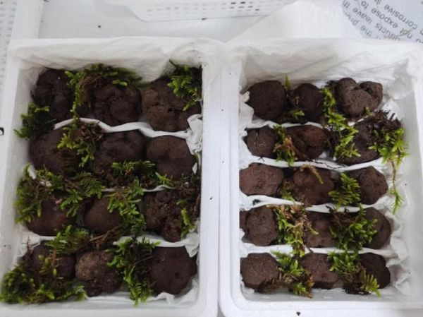 松露和松茸哪个贵_价格差距有多大-第1张图片-山城妙识